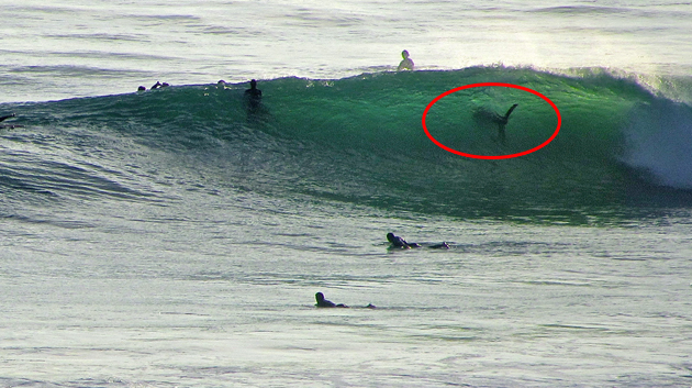 Shark Spotting San Diego | Photograph Great White Shark Near Surfers
