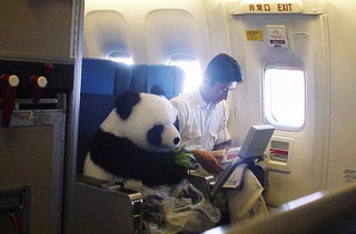 Pandas On A Plane! Internet Falls For China Airlines Hoax Of Bear ...