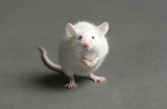 Mission Chinese Mouse Infestation