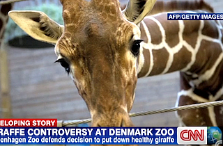 Killing Of Young Giraffe Marius Copenhagen Zoo VIDEO