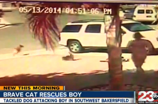 Hero Cat Saves Young Boy from Dog Attack