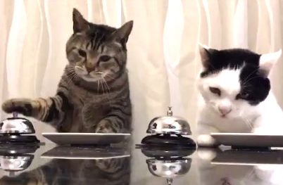You Need to Watch These Cats Ring Bells in Exchange for Treats