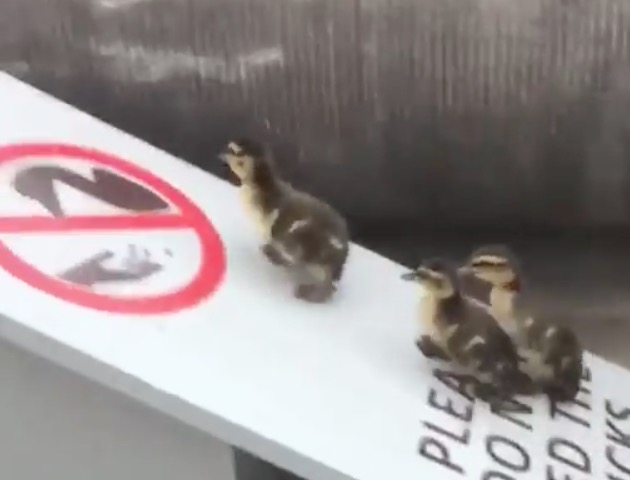 Capitol Reflecting Pool Gets Duck Ramp (And It’s Cute!)