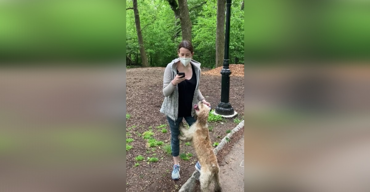 Amy Cooper, Who Falsely Accused Christian, Has Charges Dropped