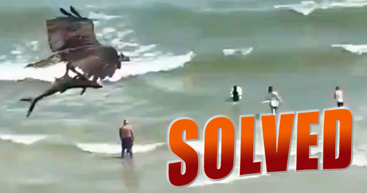 What Really Happened in Viral Bird-Shark Video?