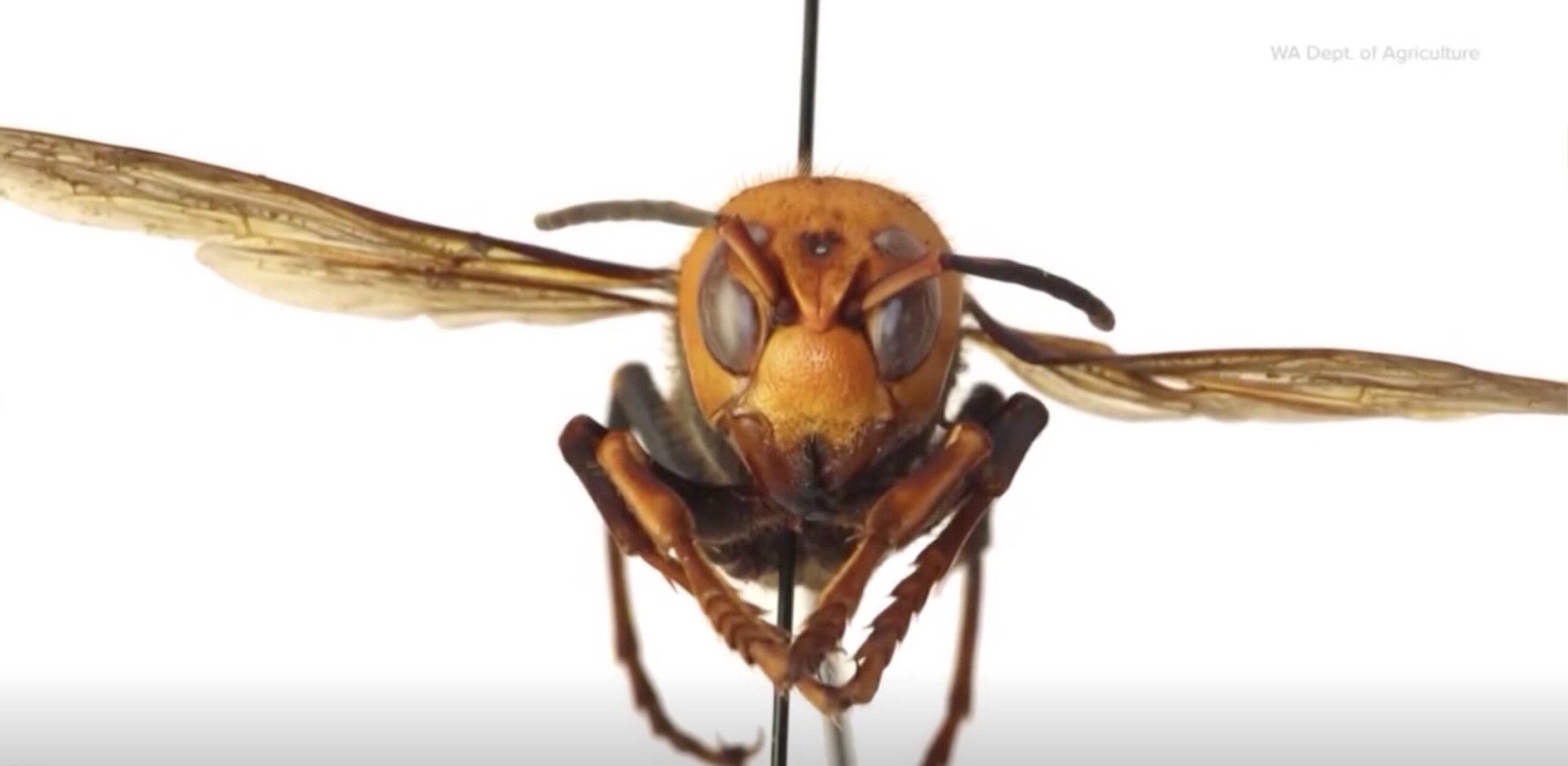 First Ever Murder Hornet Nest Found in the US