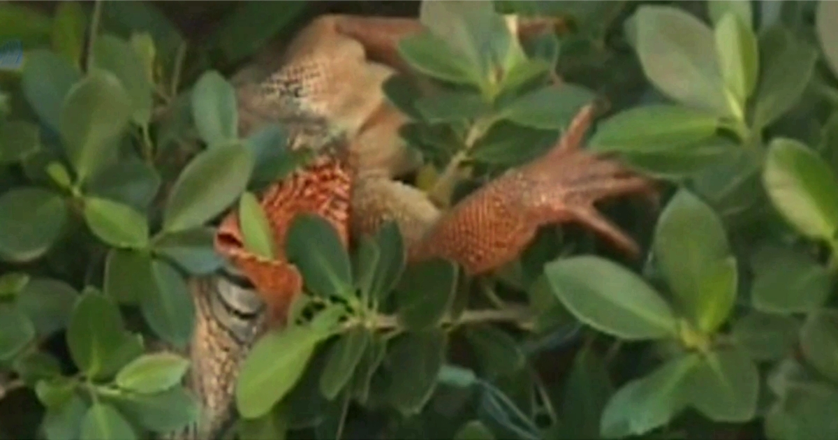 Falling Frozen Iguanas? Newscasters Warn Floridians