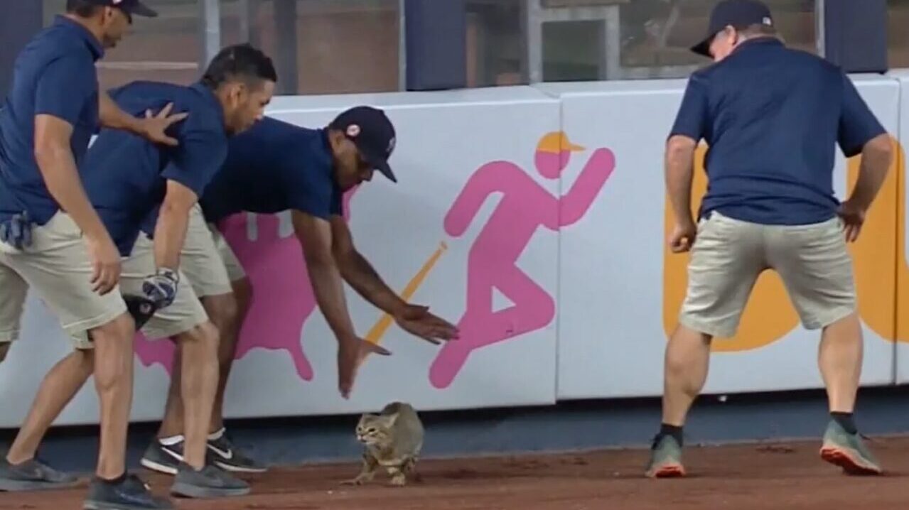 Yankees Fans Chant MVP as Stray Cat Toys With Grounds Crew