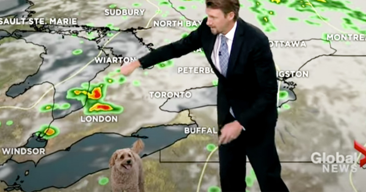 Dog Crashes Weatherman's Live Report to Get Some Treats