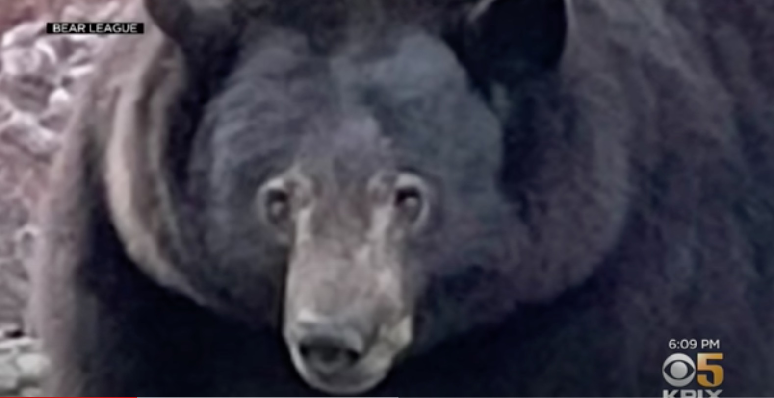California Town Dealing with a 500-Pound Bear