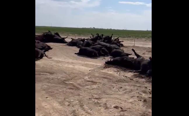 Video Shows Thousands of Cattle in Kansas Killed by Heat