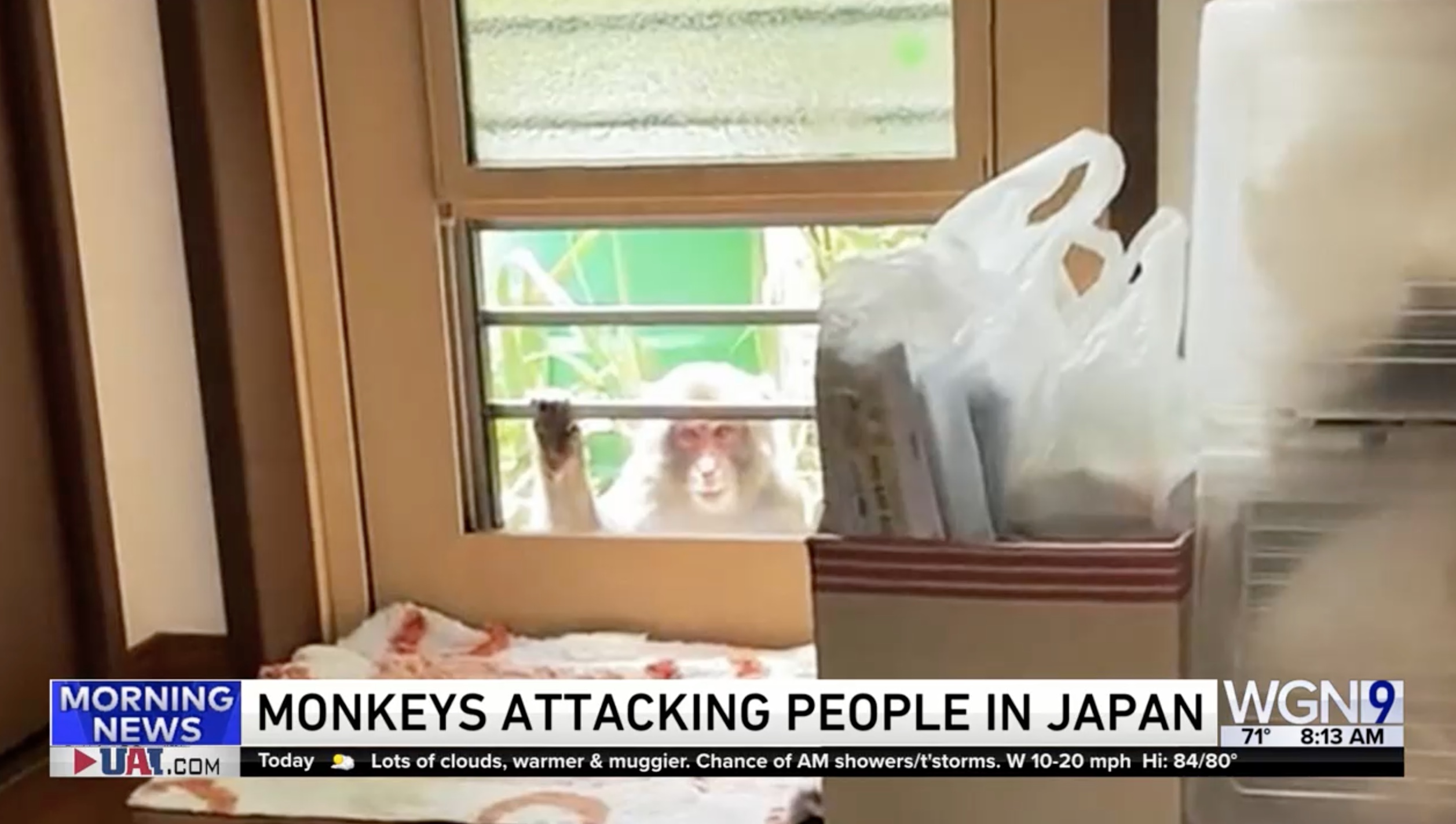 Monkeys Are Attacking People, Snatching Babies in Japan