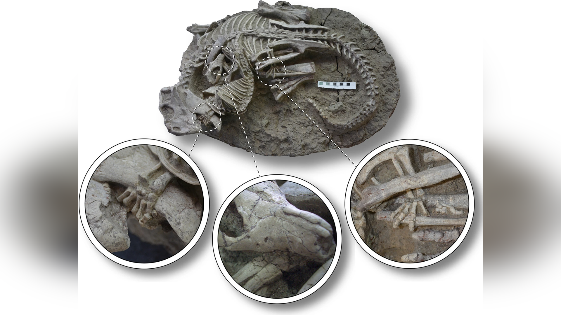 Scientists Stunned By Fossilized Dinosaur-Mammal Death Match