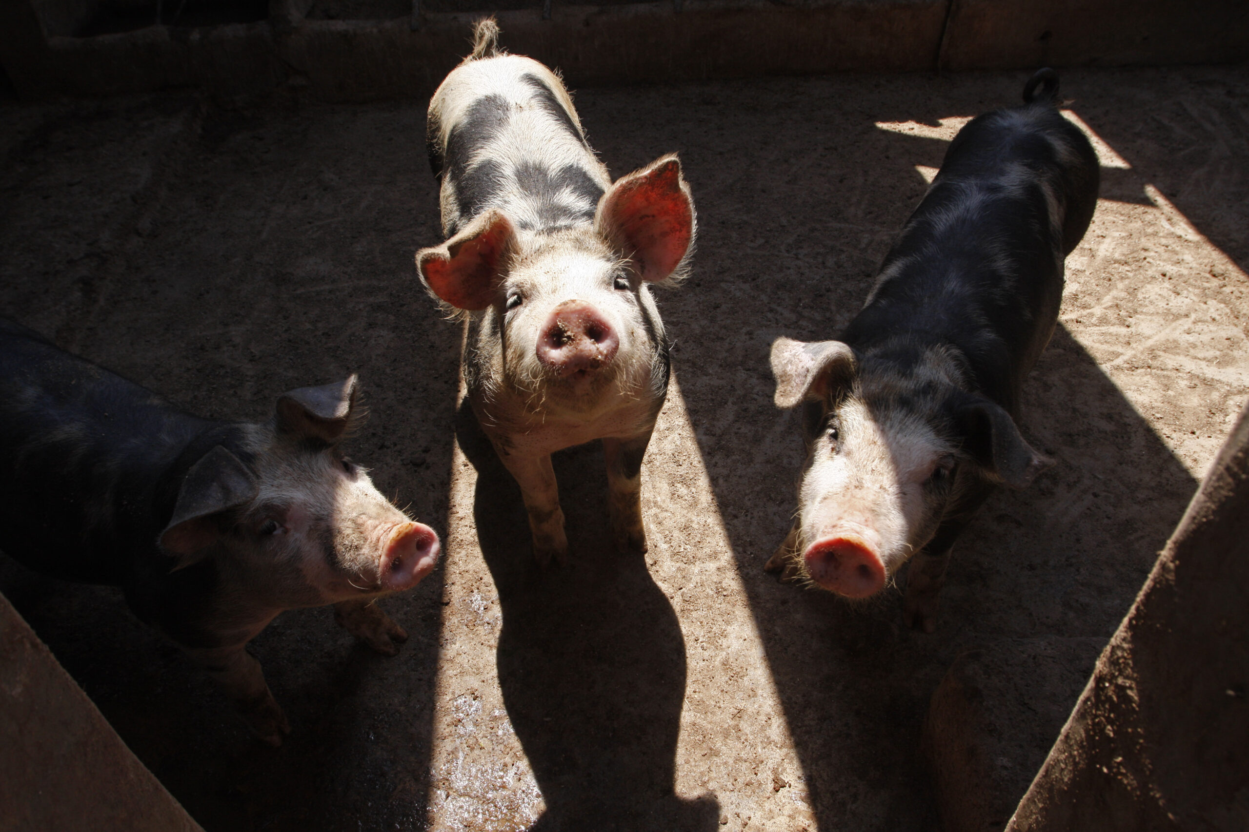 UK Confirms First Human Infection of Rare Swine Flu Variant