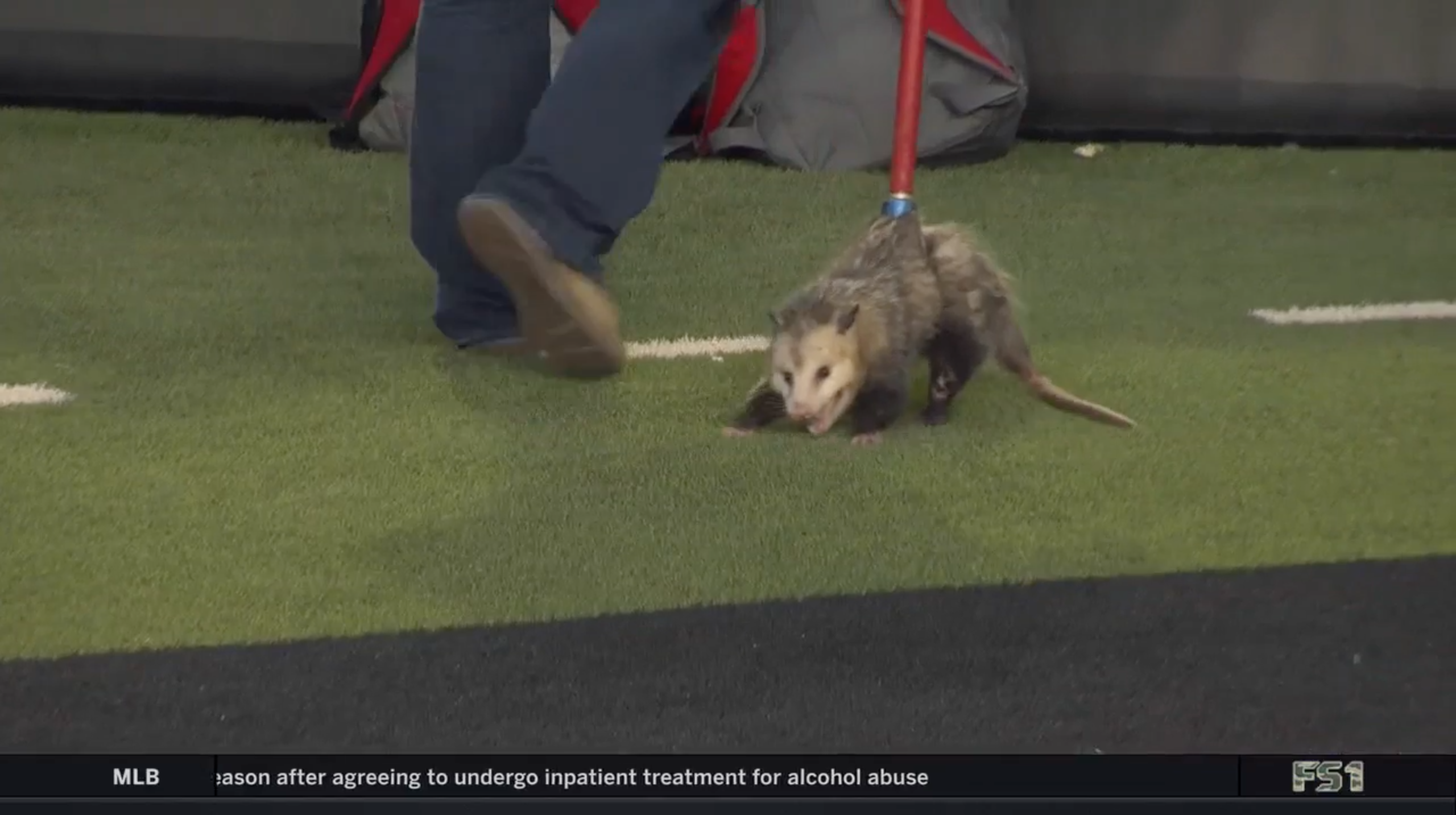 Opossum Storms the Field at TCU-Texas Tech Game
